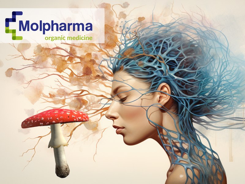 Jakie Są Właściwości Muchomora Czerwonego ? | Molpharma.pl