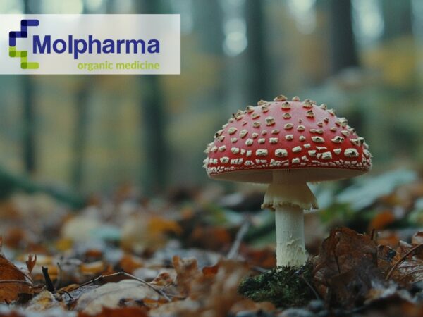 Na co działa muchomor ? Odkryj Właściwości Lecznicze Muchomor