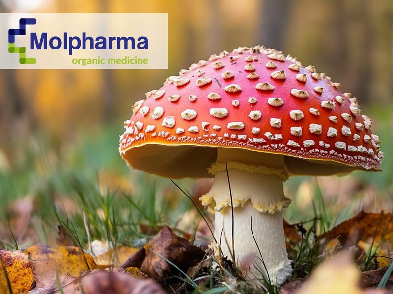 Na co działa muchomor ? Odkryj Właściwości Lecznicze Muchomor