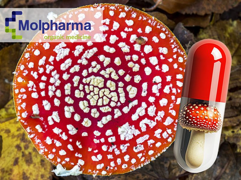 Jakie Są Właściwości Muchomora Czerwonego ? | Molpharma.pl