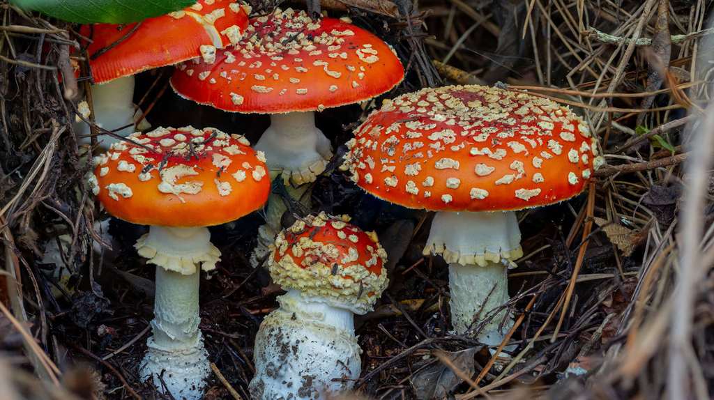 Jakie Są Właściwości Muchomora Czerwonego ? | Molpharma.pl