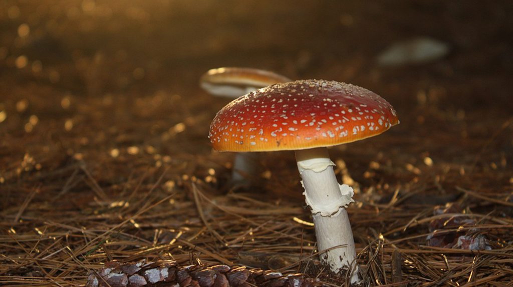 Jakie Są Właściwości Muchomora Czerwonego ? | Molpharma.pl