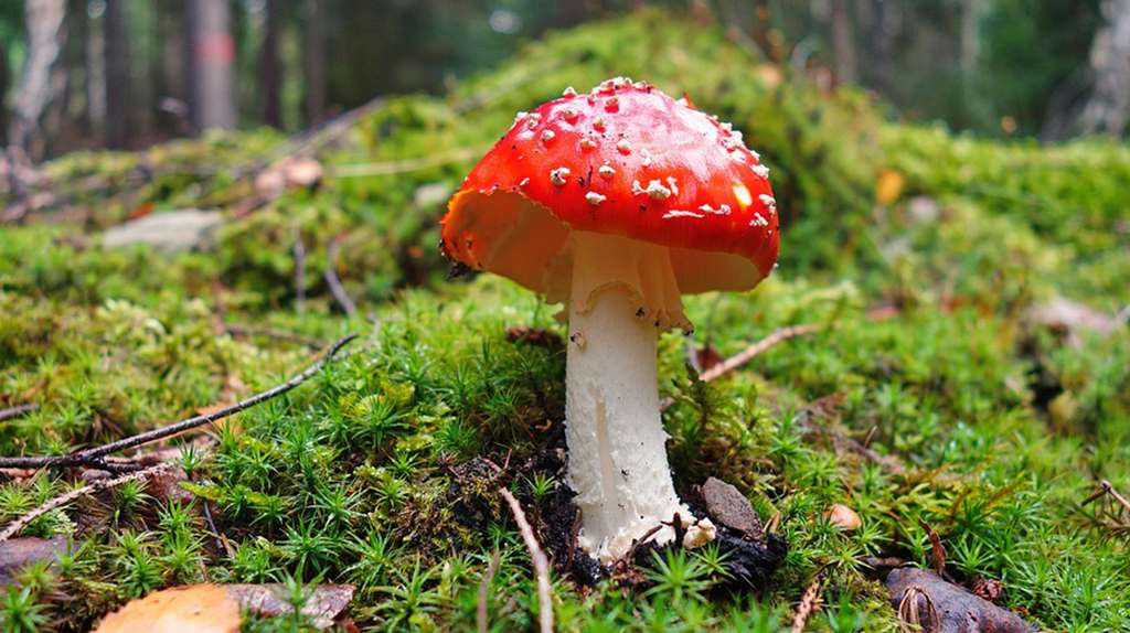 Bezpieczne Stosowanie Muchomora Czerwonego | Molpharma.pl