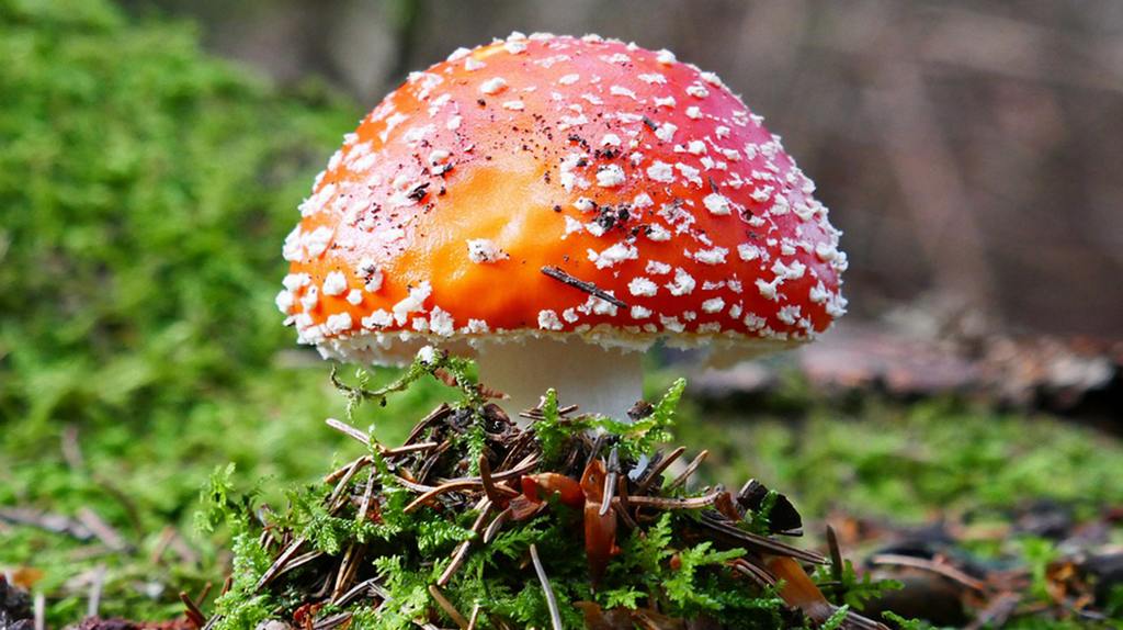 Jakie Są Właściwości Muchomora Czerwonego ? | Molpharma.pl