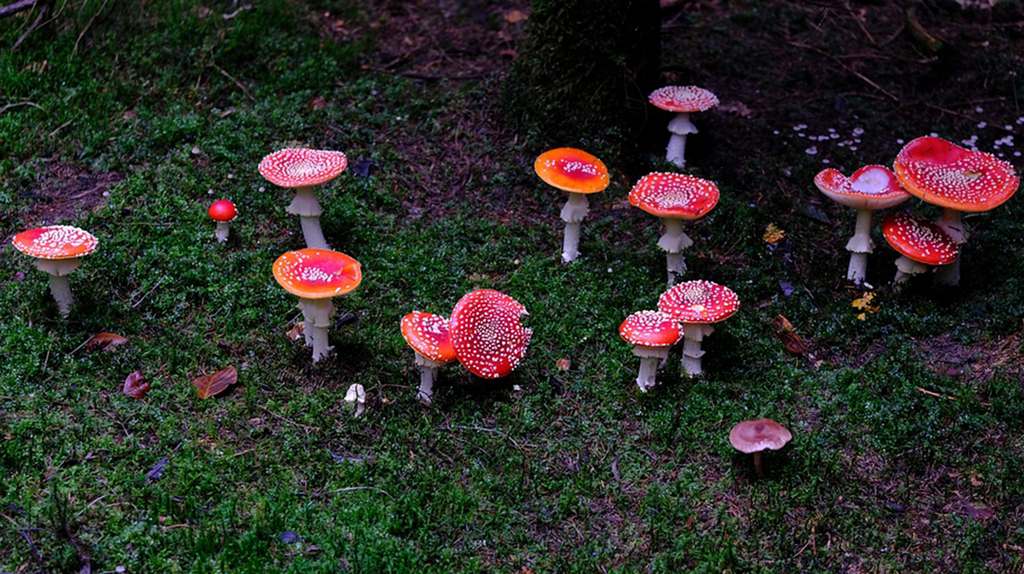 Jakie Są Właściwości Muchomora Czerwonego ? | Molpharma.pl